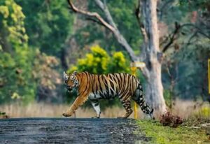Dhikala Zone - Jim Corbett National Park