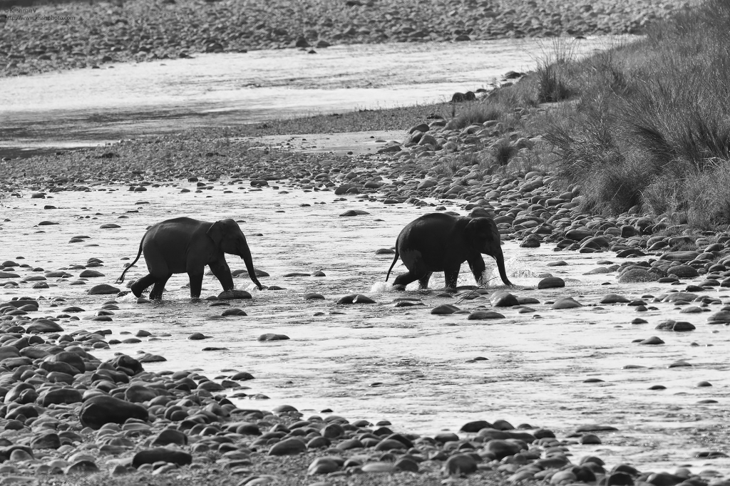 A Journey Into Nature - Jim Corbett National Park - Dhikala Zone