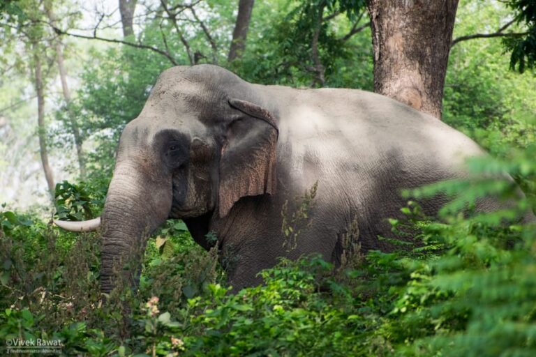 India Wildlife Tours - Take a Look at the Chosen Best National Parks ...