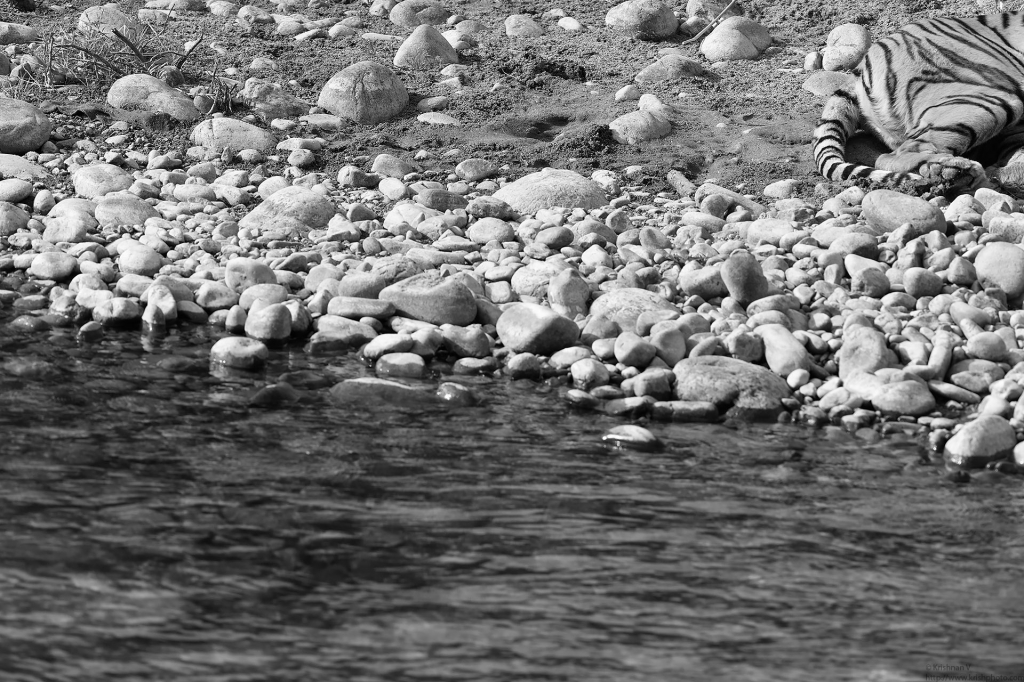 Wildlife In India Dhikala Zone Wildlife In India Dhikala Zone