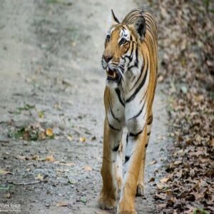 How Was Champawat Tiger killed? - Dhikala Zone